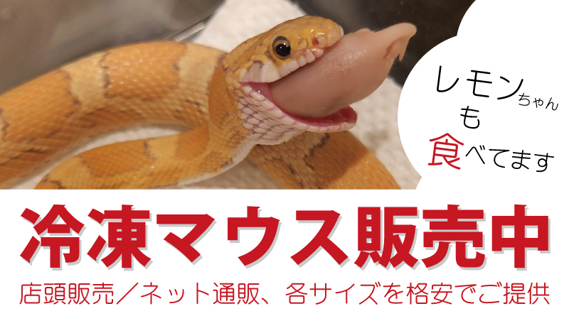 東京スネークセンター – – cafe & snake – Tokyo Snake Center