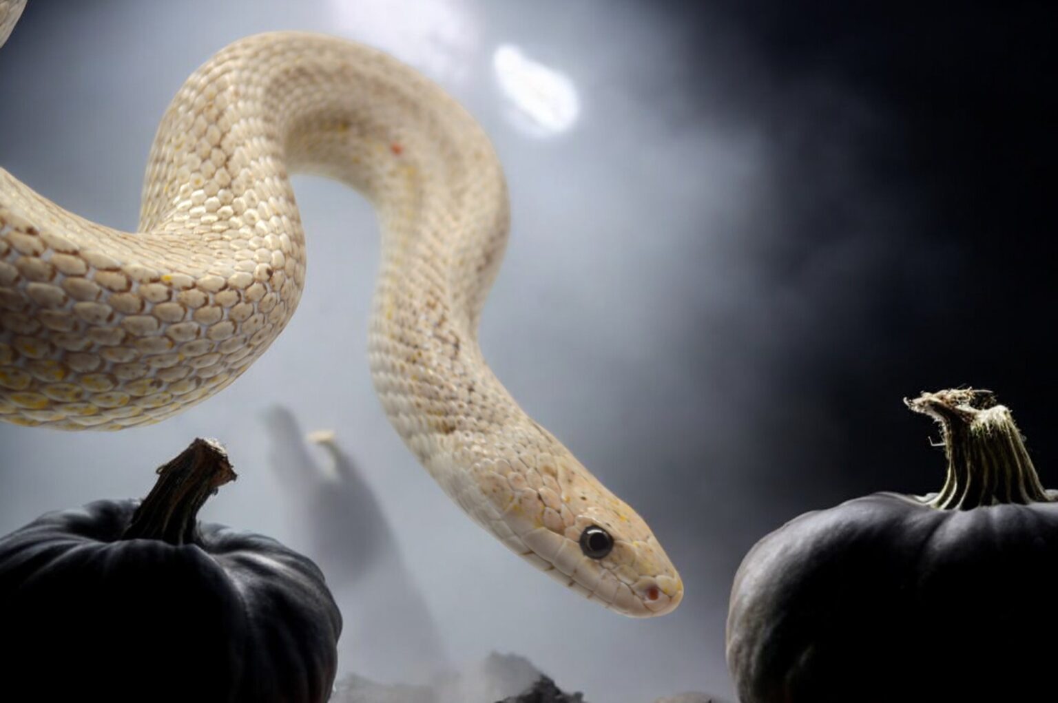 東京スネークセンター – – cafe & snake – Tokyo Snake Center