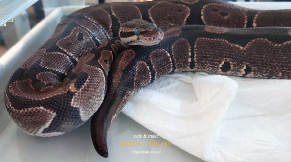 東京スネークセンター – – cafe & snake – Tokyo Snake Center