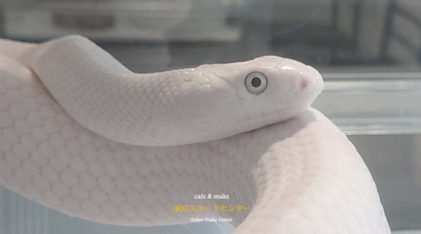 東京スネークセンター – – cafe & snake – Tokyo Snake Center