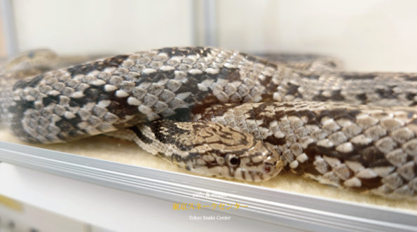 東京スネークセンター – – cafe & snake – Tokyo Snake Center