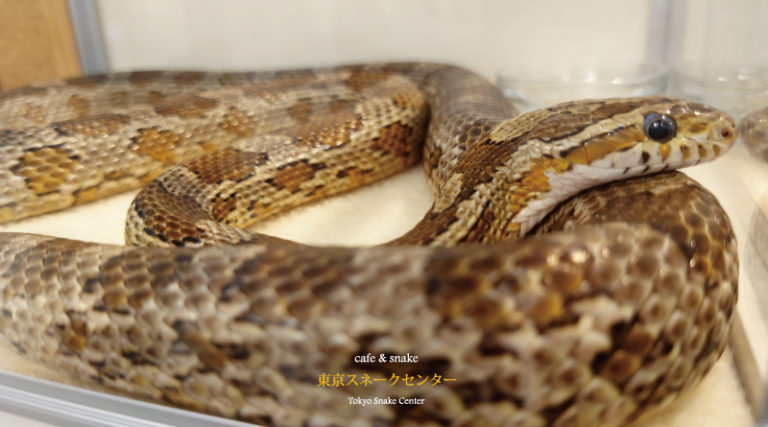 東京スネークセンター – – cafe & snake – Tokyo Snake Center