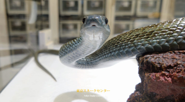 東京スネークセンター – – cafe & snake – Tokyo Snake Center