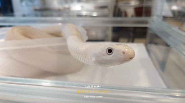 東京スネークセンター – – cafe & snake – Tokyo Snake Center