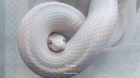 東京スネークセンター – – cafe & snake – Tokyo Snake Center
