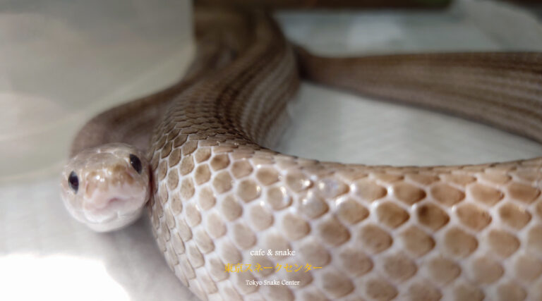 東京スネークセンター – – cafe & snake – Tokyo Snake Center