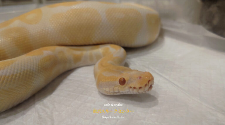 東京スネークセンター – – cafe & snake – Tokyo Snake Center
