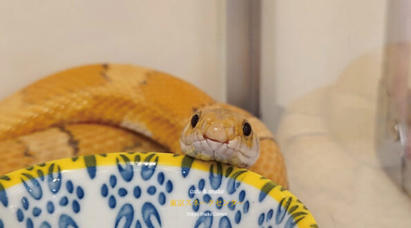 東京スネークセンター – – cafe & snake – Tokyo Snake Center