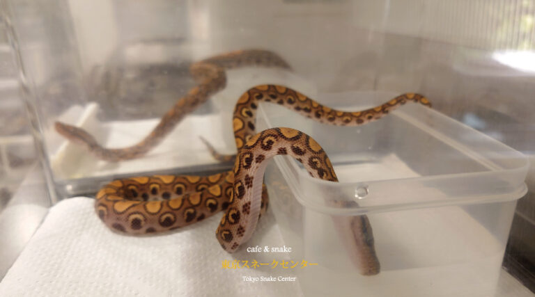 東京スネークセンター – – cafe & snake – Tokyo Snake Center