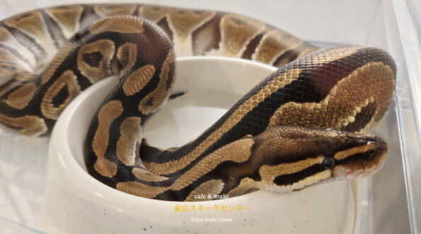 東京スネークセンター – – cafe & snake – Tokyo Snake Center