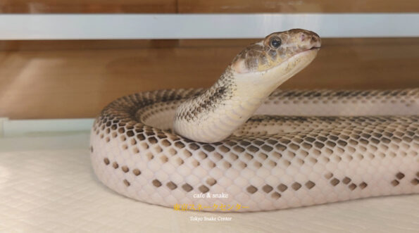 東京スネークセンター – – cafe & snake – Tokyo Snake Center