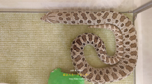 東京スネークセンター – – cafe & snake – Tokyo Snake Center