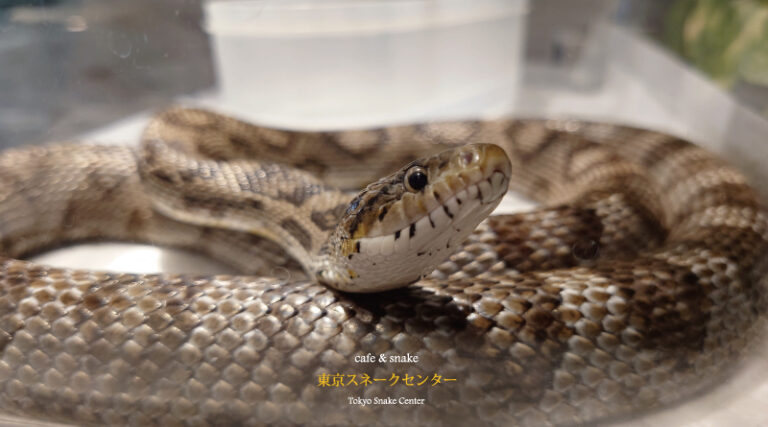 東京スネークセンター – – cafe & snake – Tokyo Snake Center