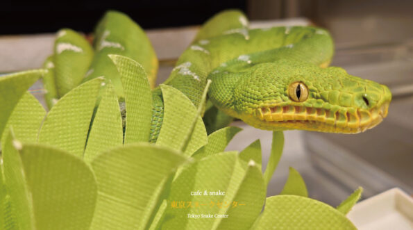 東京スネークセンター – – cafe & snake – Tokyo Snake Center
