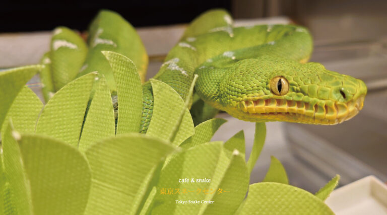 東京スネークセンター – – cafe & snake – Tokyo Snake Center