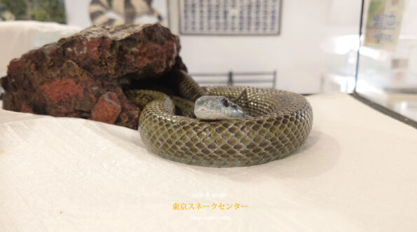 東京スネークセンター – – cafe & snake – Tokyo Snake Center