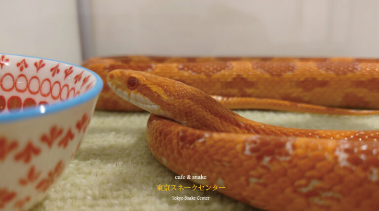 東京スネークセンター – – cafe & snake – Tokyo Snake Center