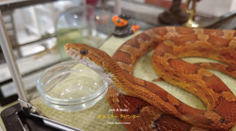 東京スネークセンター – – cafe & snake – Tokyo Snake Center