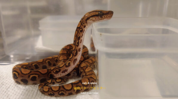 東京スネークセンター – – cafe & snake – Tokyo Snake Center