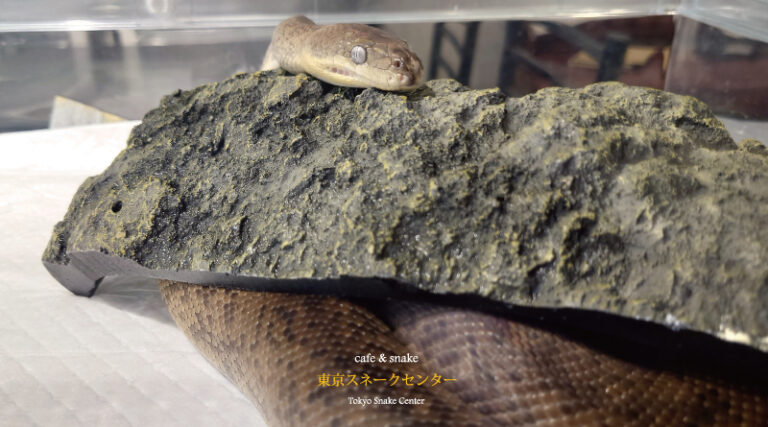 東京スネークセンター – – cafe & snake – Tokyo Snake Center