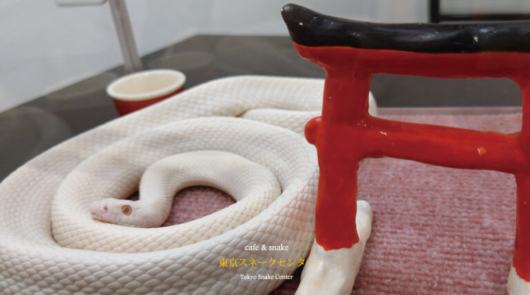 東京スネークセンター – – cafe & snake – Tokyo Snake Center