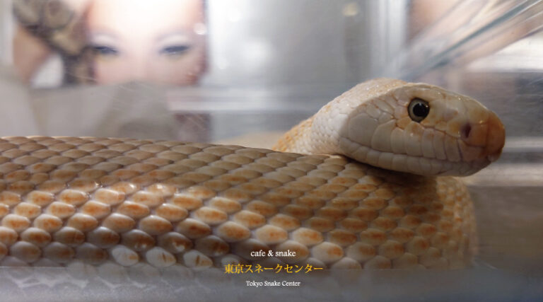 東京スネークセンター – – cafe & snake – Tokyo Snake Center