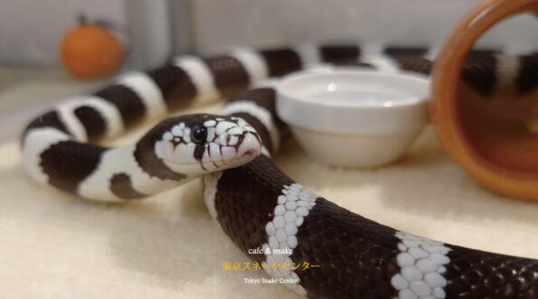 cafe & snake – Tokyo Snake Center