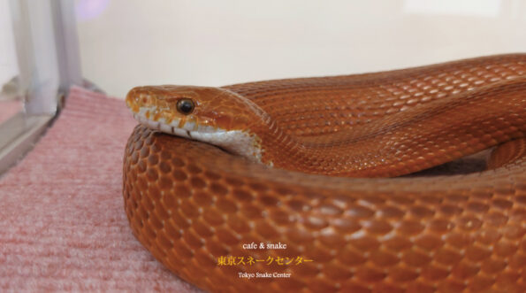 cafe & snake – Tokyo Snake Center