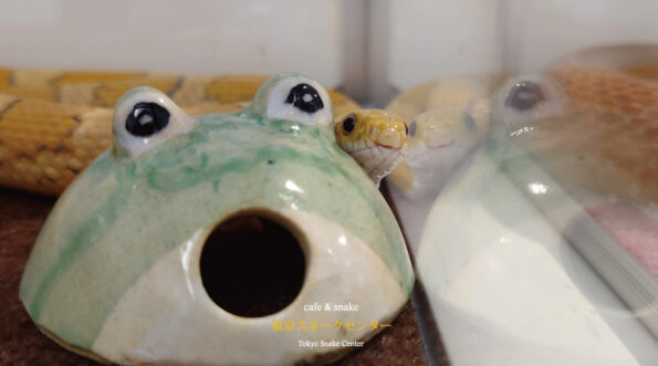 cafe & snake – Tokyo Snake Center