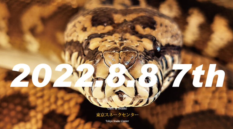 東京スネークセンター – – cafe & snake – Tokyo Snake Center