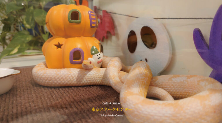 東京スネークセンター – – cafe & snake – Tokyo Snake Center