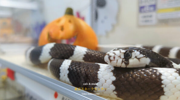 cafe & snake – Tokyo Snake Center