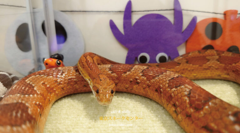 東京スネークセンター – – cafe & snake – Tokyo Snake Center